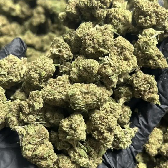 Buy Sugar Cane Outdoor Sativa Strain in Phuket