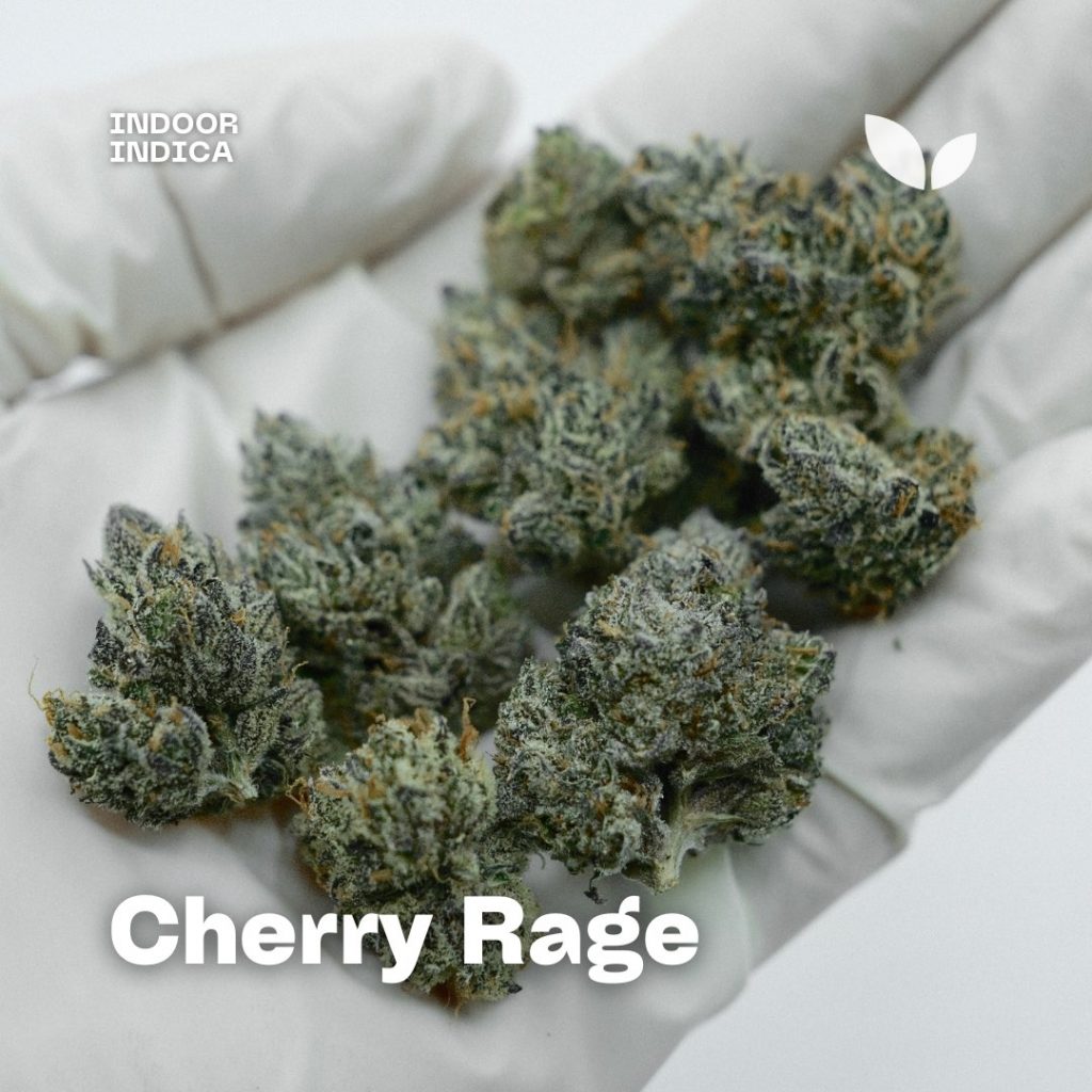 Cherry Rage Cali Indica Strain in Phuket