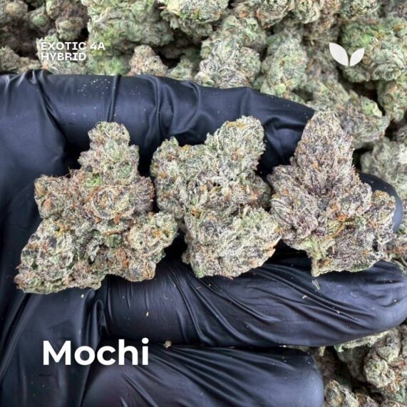 Super Boof | Strain of the Year 2024 in Phuket